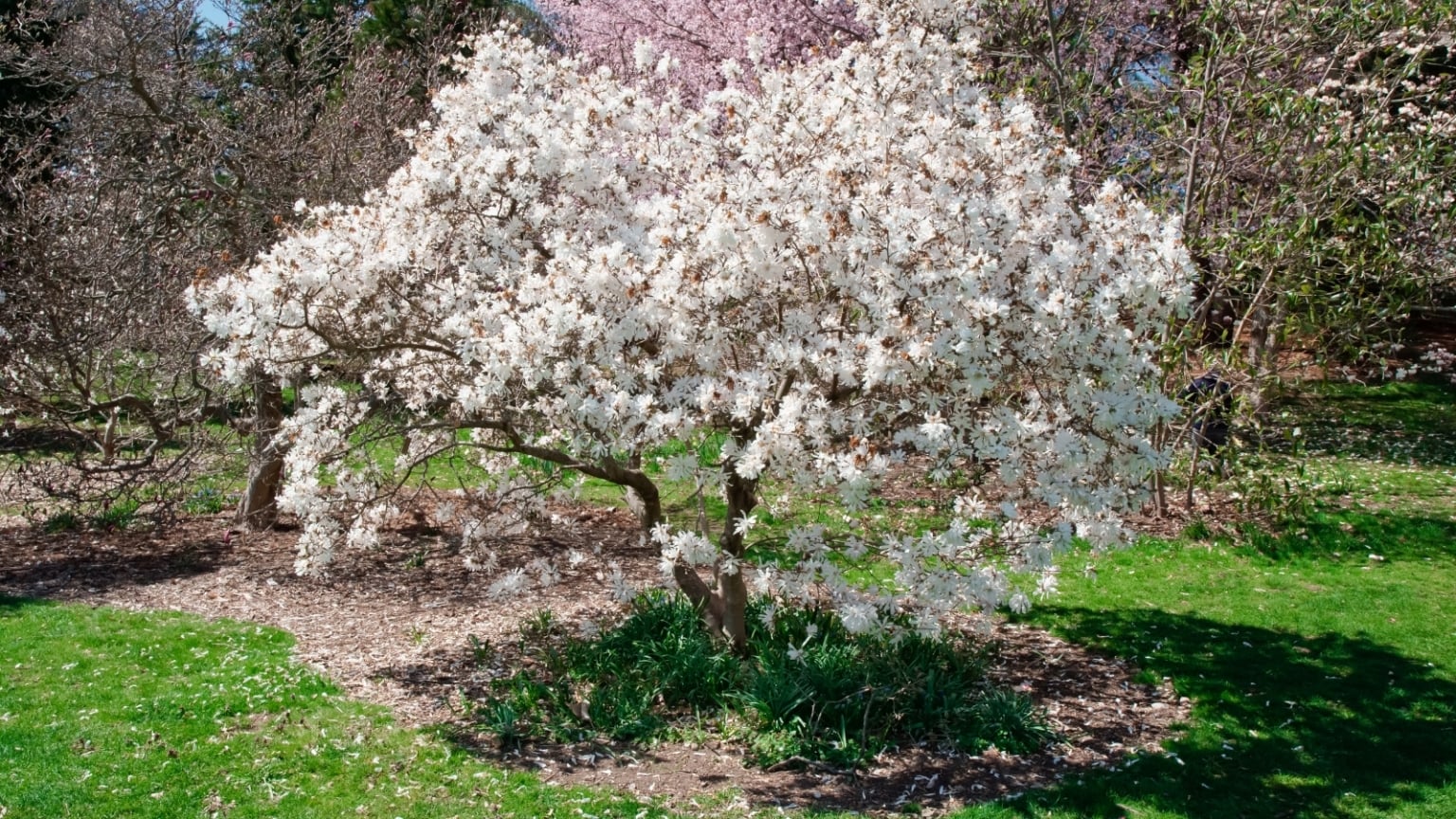 How to Plant, Grow, and Care for Star Magnolia Trees