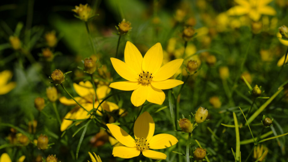 17 Native Wildflowers for Carolina Gardens
