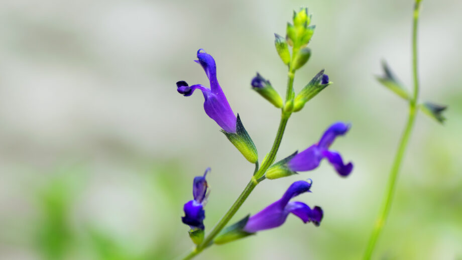 35 Best Salvia Varieties for the Low-Maintenance Perennial Garden