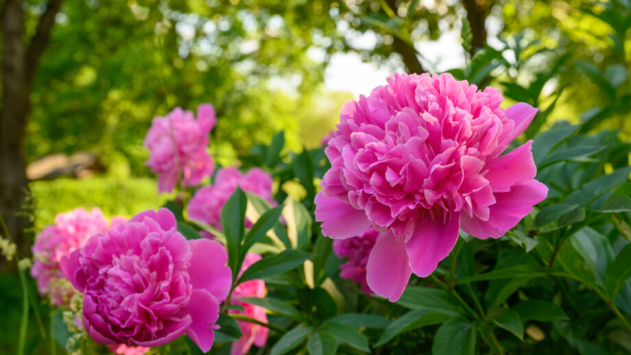 13 Heirloom Peony Varieties for Your Landscape