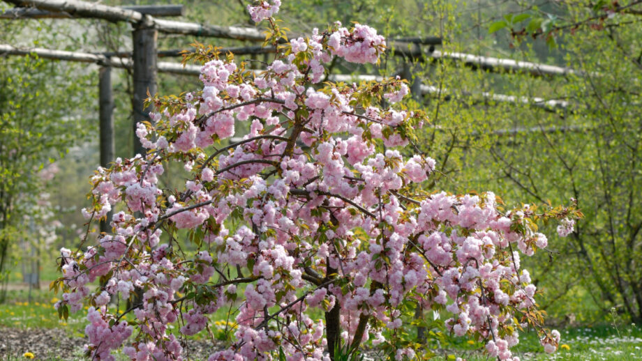 15 Early Spring Flowering Trees For Your Home Landscape
