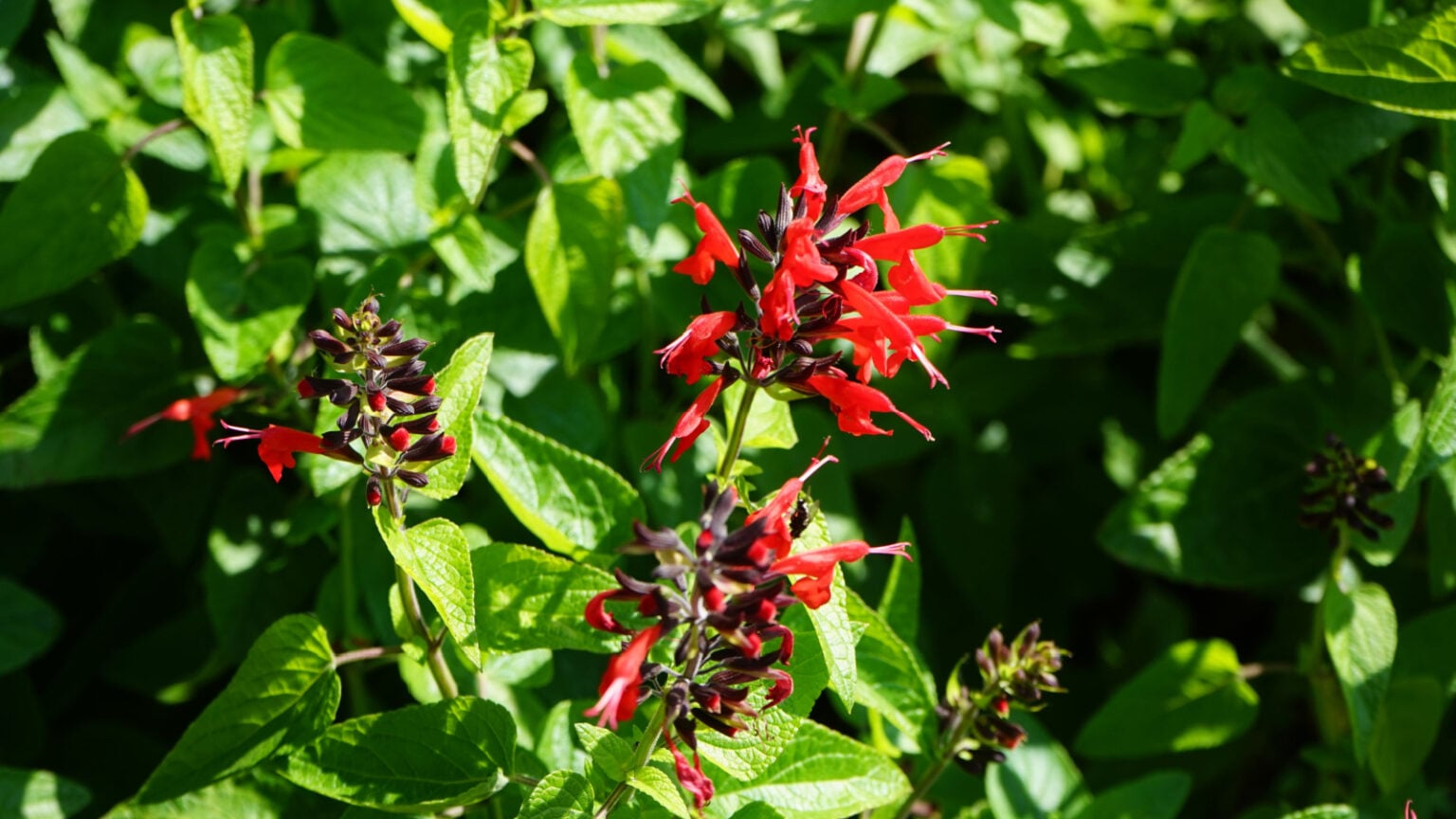 How to Plant, Grow, and Care For Scarlet Sage