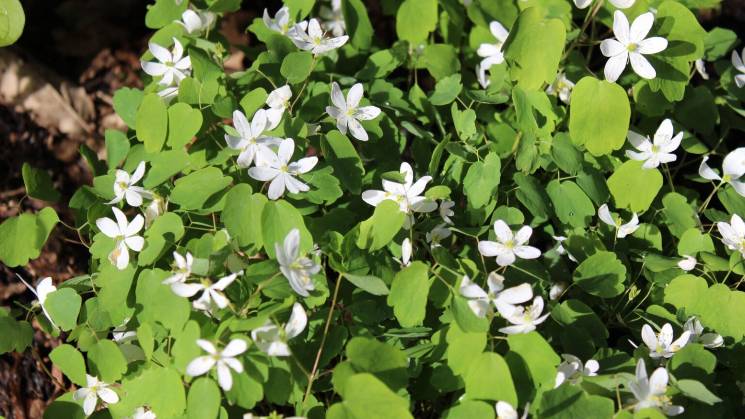 21 Native Wildflowers for Michigan Gardens