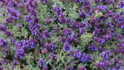 35 Best Salvia Varieties for the Low-Maintenance Perennial Garden