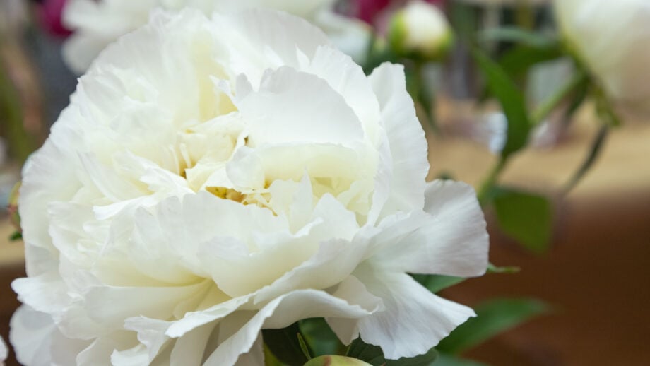 13 Heirloom Peony Varieties for Your Landscape