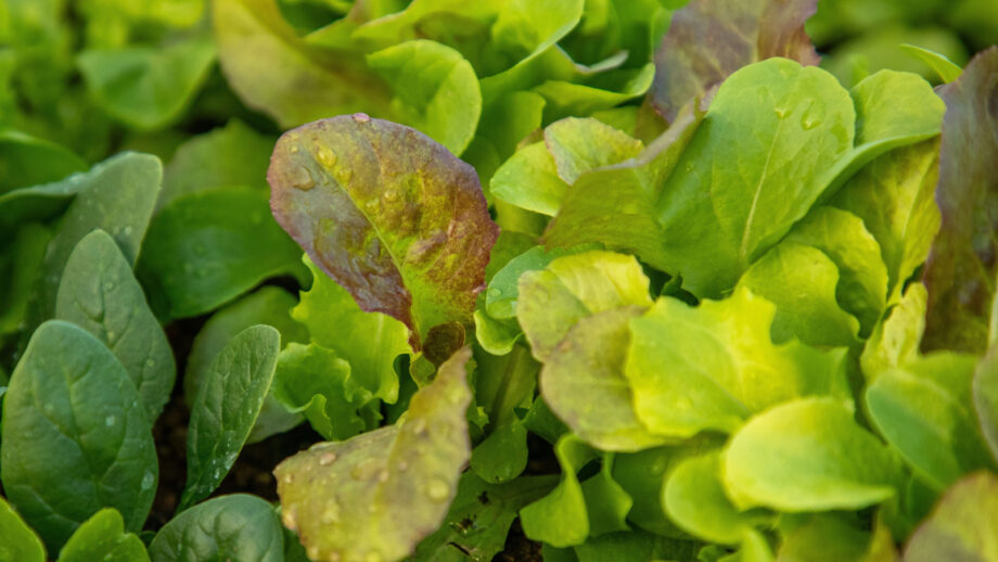15 Easy-to-Grow Lettuce Varieties for Beginner Gardeners