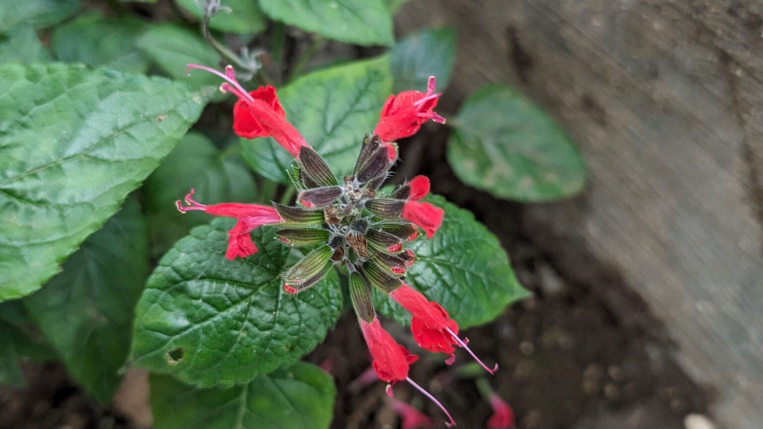 How to Plant, Grow, and Care For Scarlet Sage