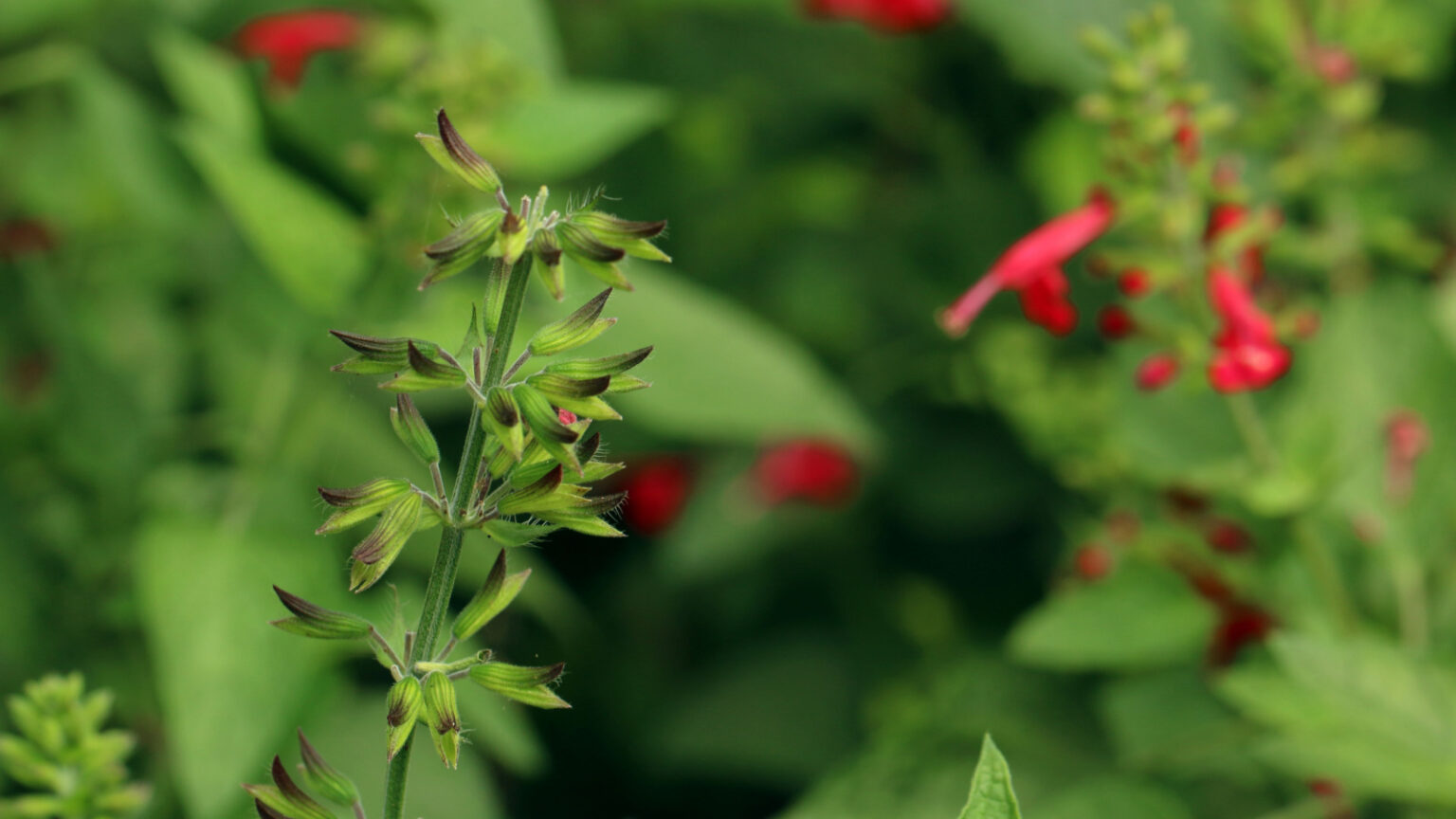How to Plant, Grow, and Care For Scarlet Sage