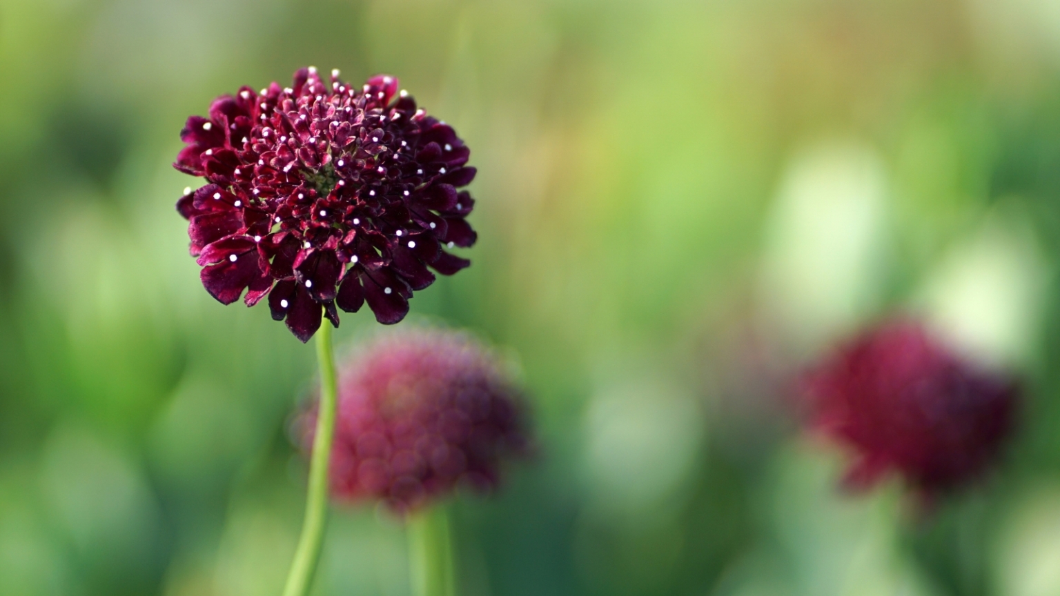 21 Heirloom Flower Seeds to Sow in March