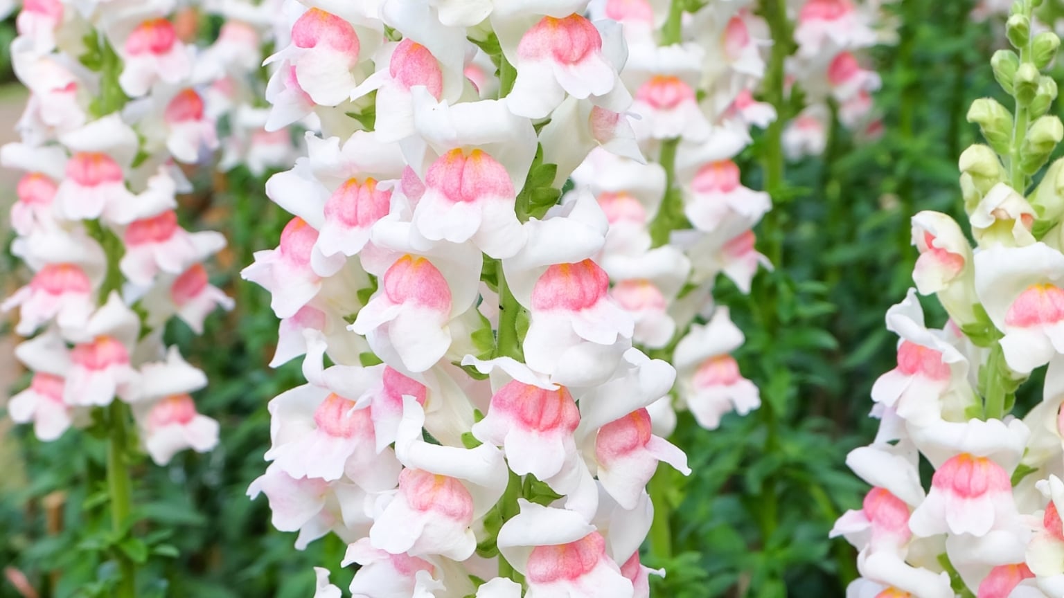 15 Annual Flowers That Bloom in Early Spring