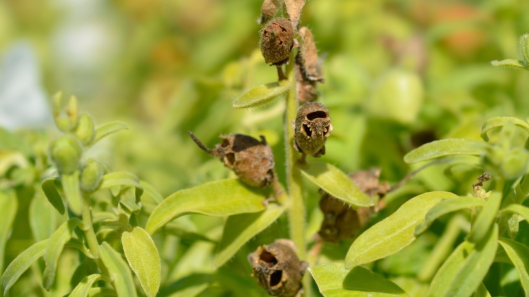 How to Grow Snapdragons From Seeds
