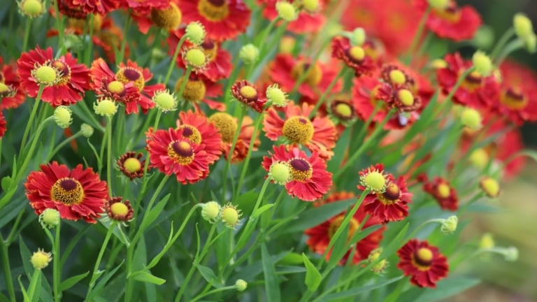 15 Best Flowers You Can Plant in September for Fall Blooms