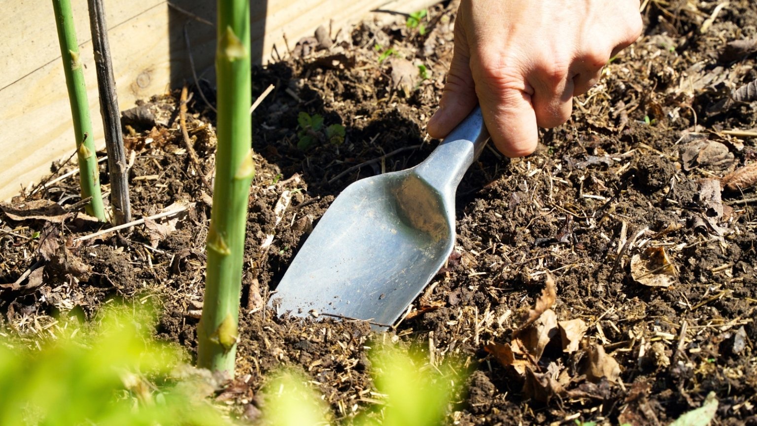 9 Reasons Why Raised Beds are the Best Way to Grow Asparagus