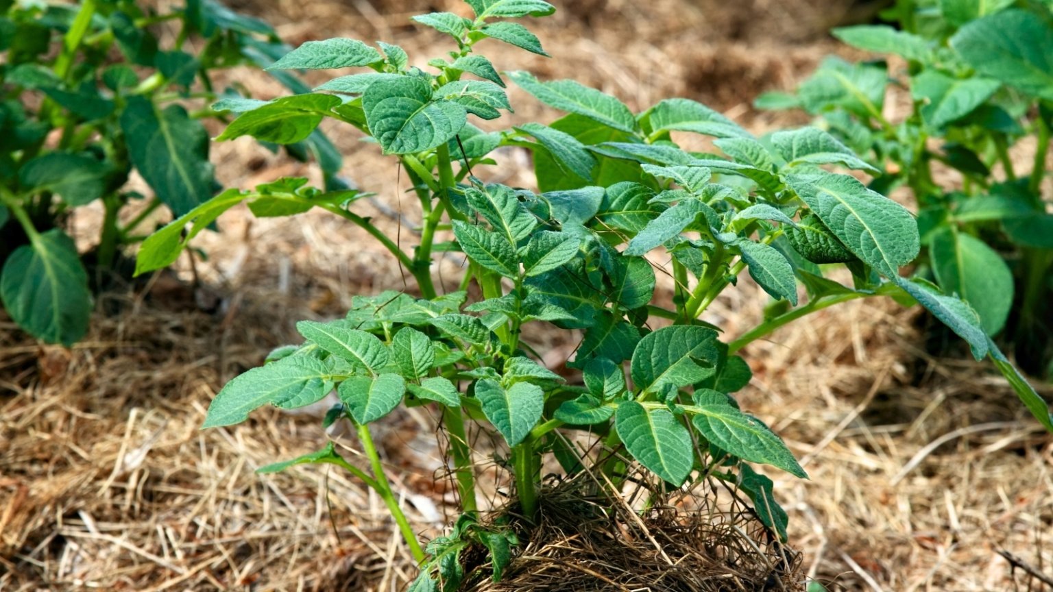 13 Traditional Irish Crops to Plant in Honor of St. Patrick's Day