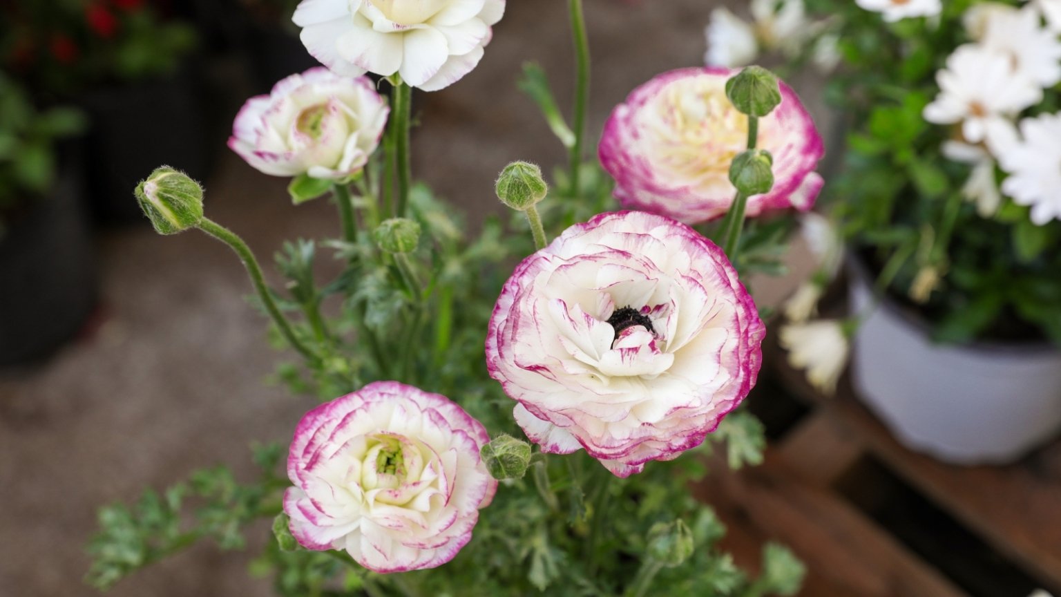 17 Dreamy Ranunculus Varieties to Grow This Spring