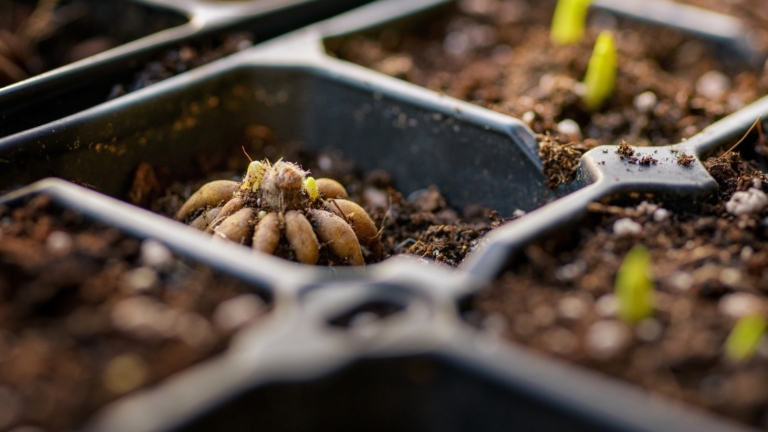 When to Plant Ranunculus Corms: Tips For Your Zone
