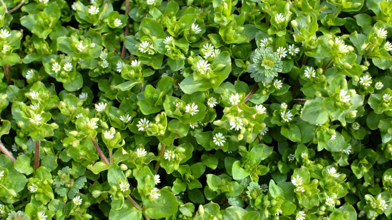 7 Weeds That Are Actually Good for Your Garden