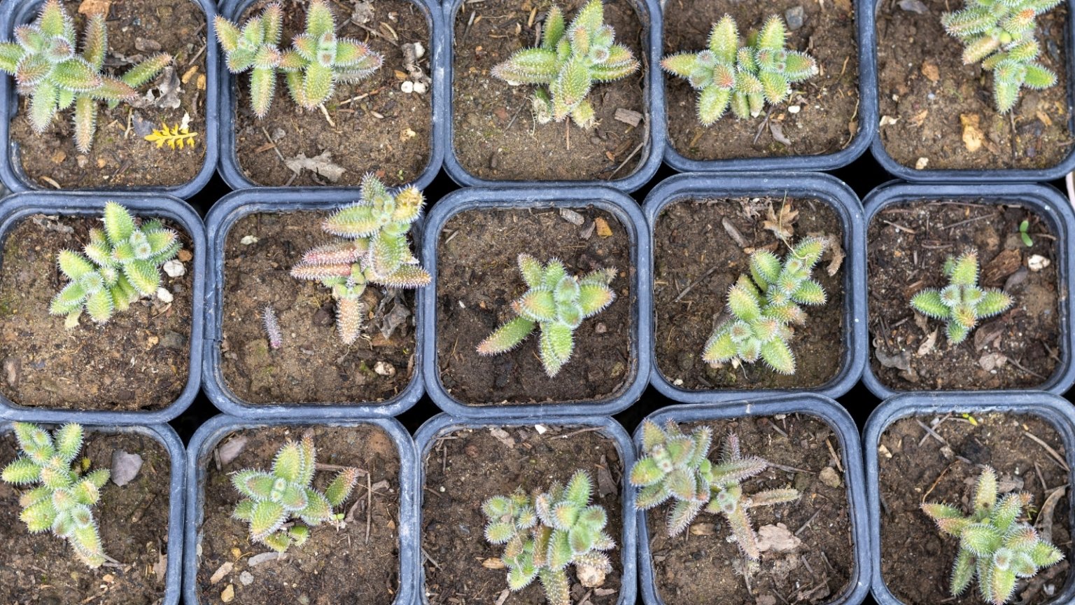 How to Plant, Grow, and Care for Pickle Plants