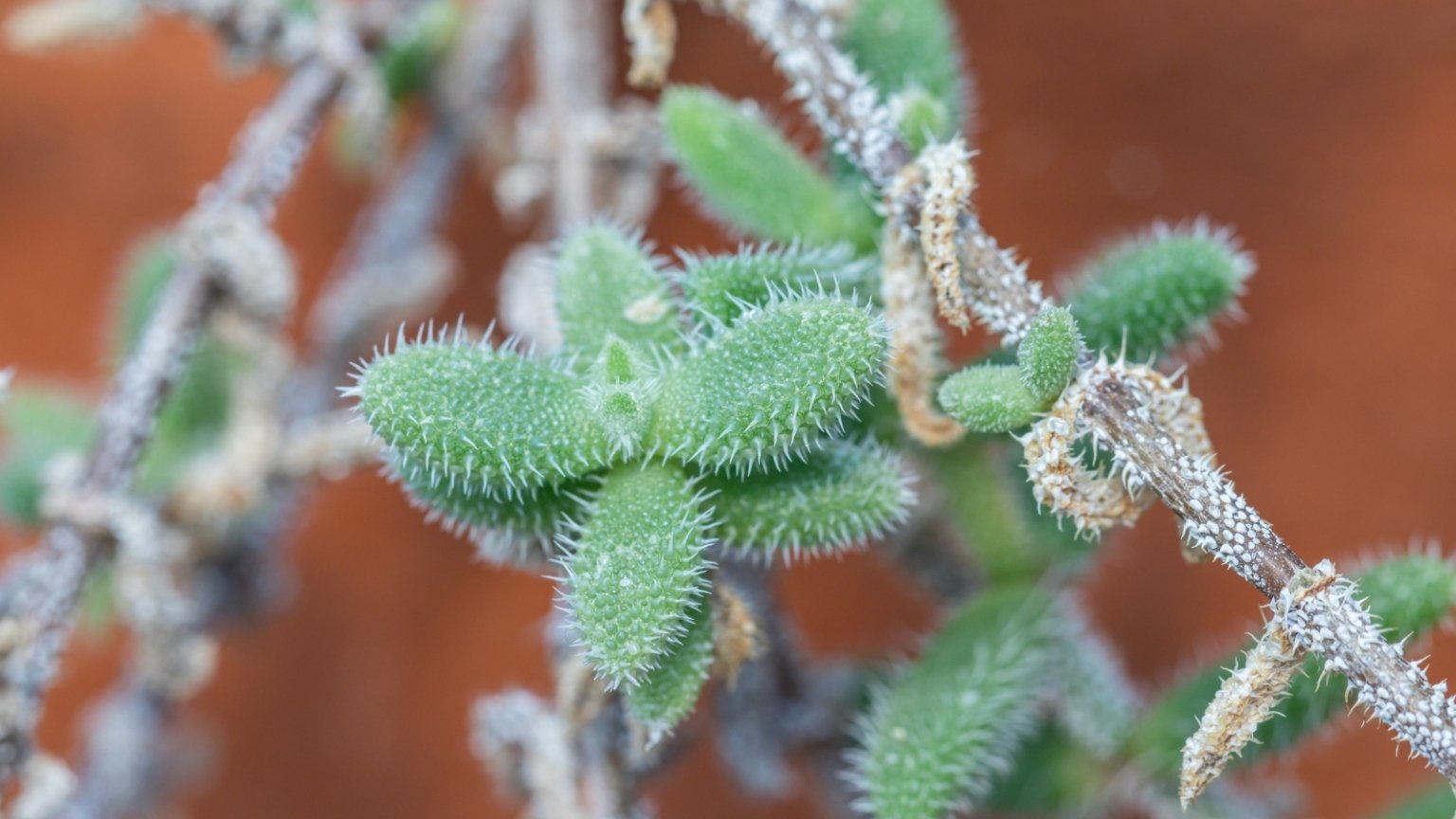 How to Plant, Grow, and Care for Pickle Plants