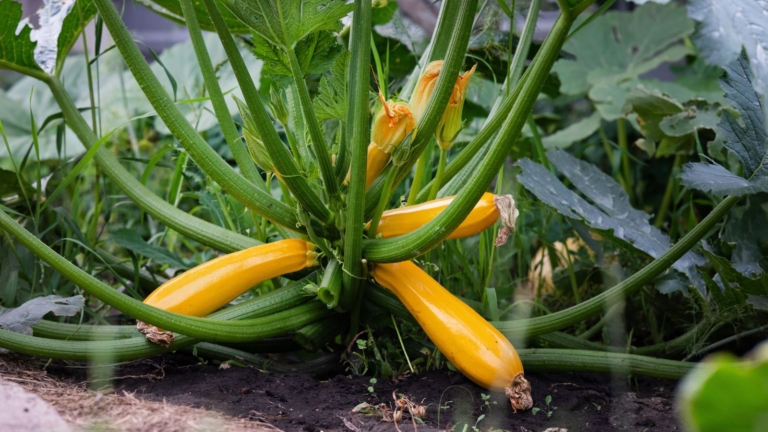 11 Vegetables So Productive You Should Only Grow One Plant