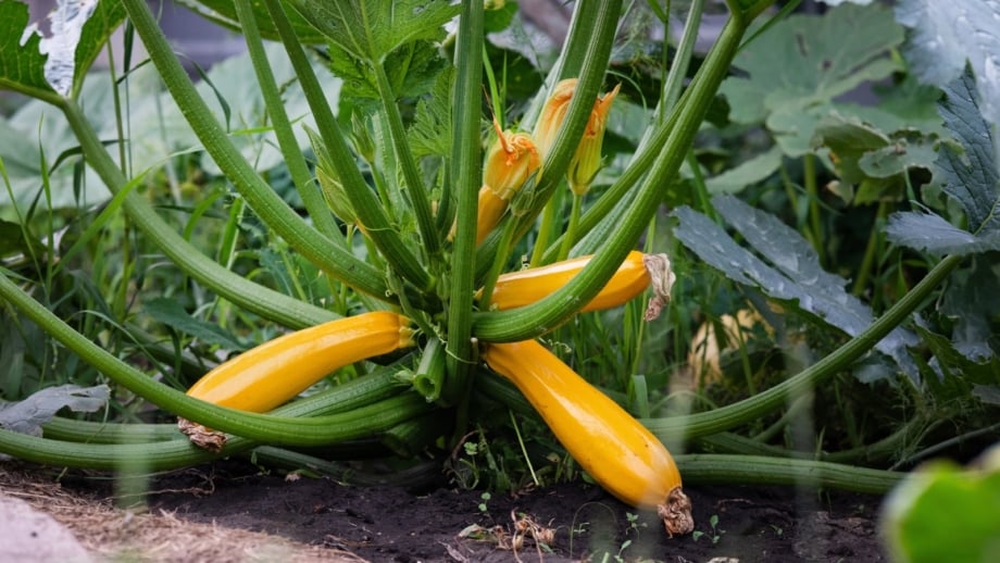 11 Vegetables So Productive You Should Only Grow One Plant