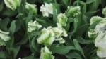 How to Plant, Grow, and Care For Parrot Tulips