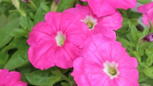 How to Plant, Grow, and Care for Supertunias