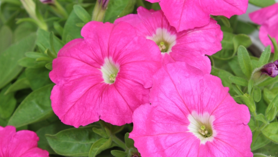 How to Plant, Grow, and Care for Supertunias