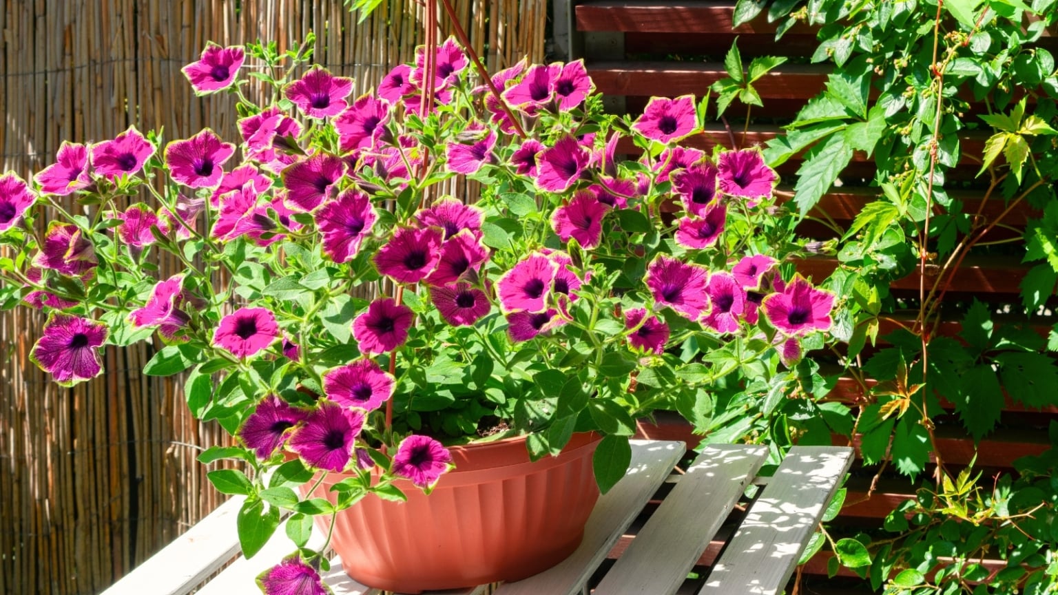 How to Plant, Grow, and Care for Supertunias
