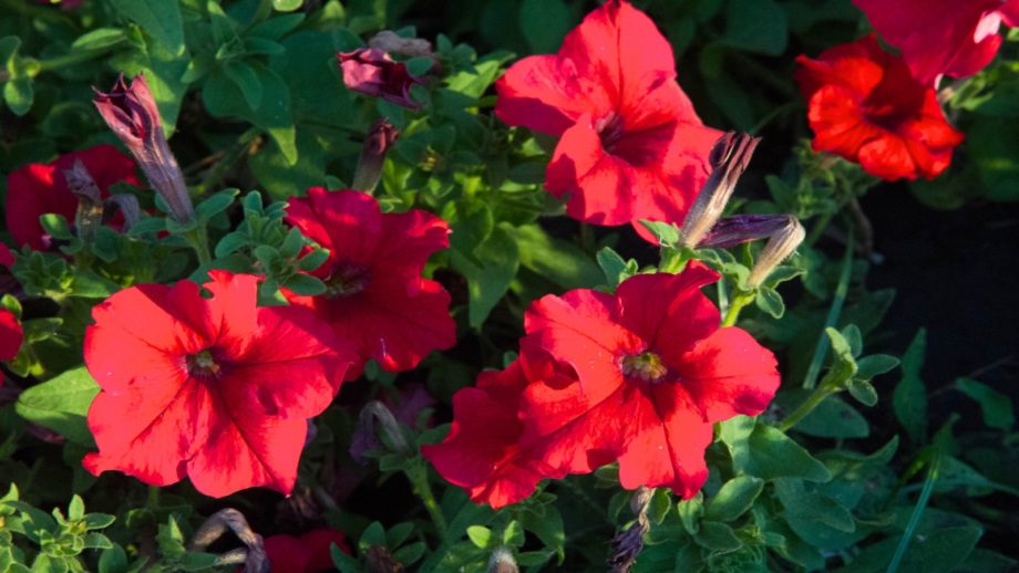 How to Plant, Grow, and Care for Supertunias