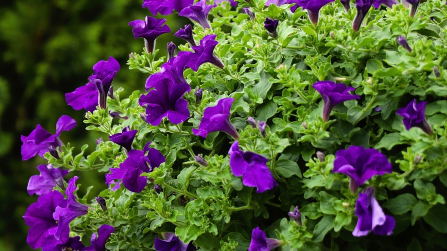 How to Plant, Grow, and Care for Supertunias