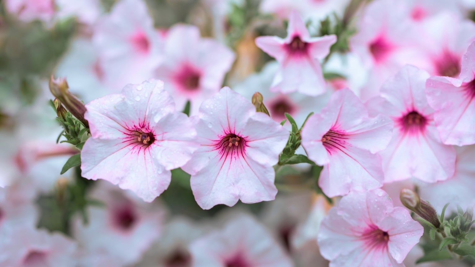 How to Plant, Grow, and Care for Supertunias