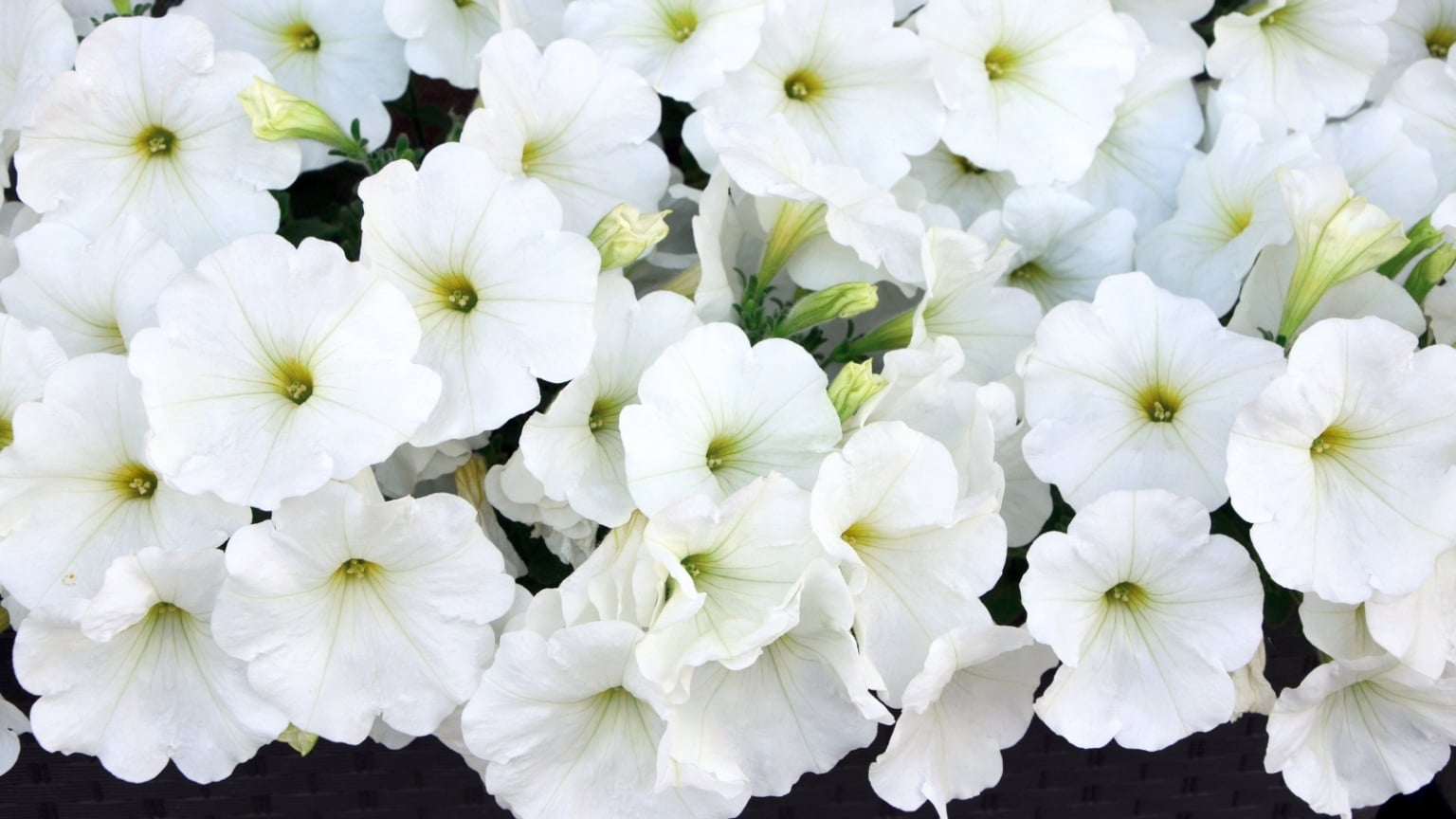 How to Plant, Grow, and Care for Supertunias