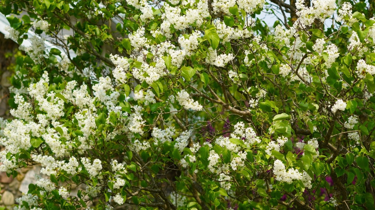 15 Early Spring Flowering Trees For Your Home Landscape