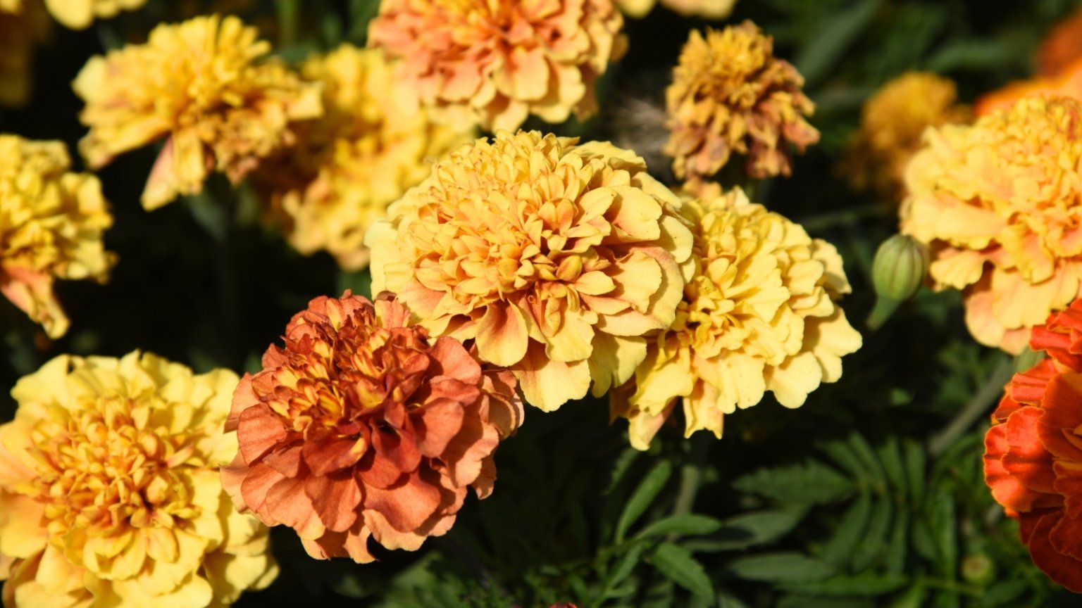 15 Annual Flowers That Bloom in Early Spring