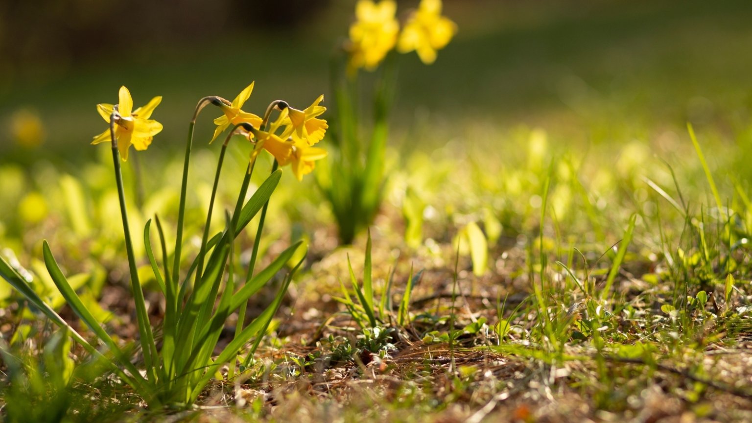 How to Plant, Grow, and Care For ‘Tête à Tête’ Daffodils