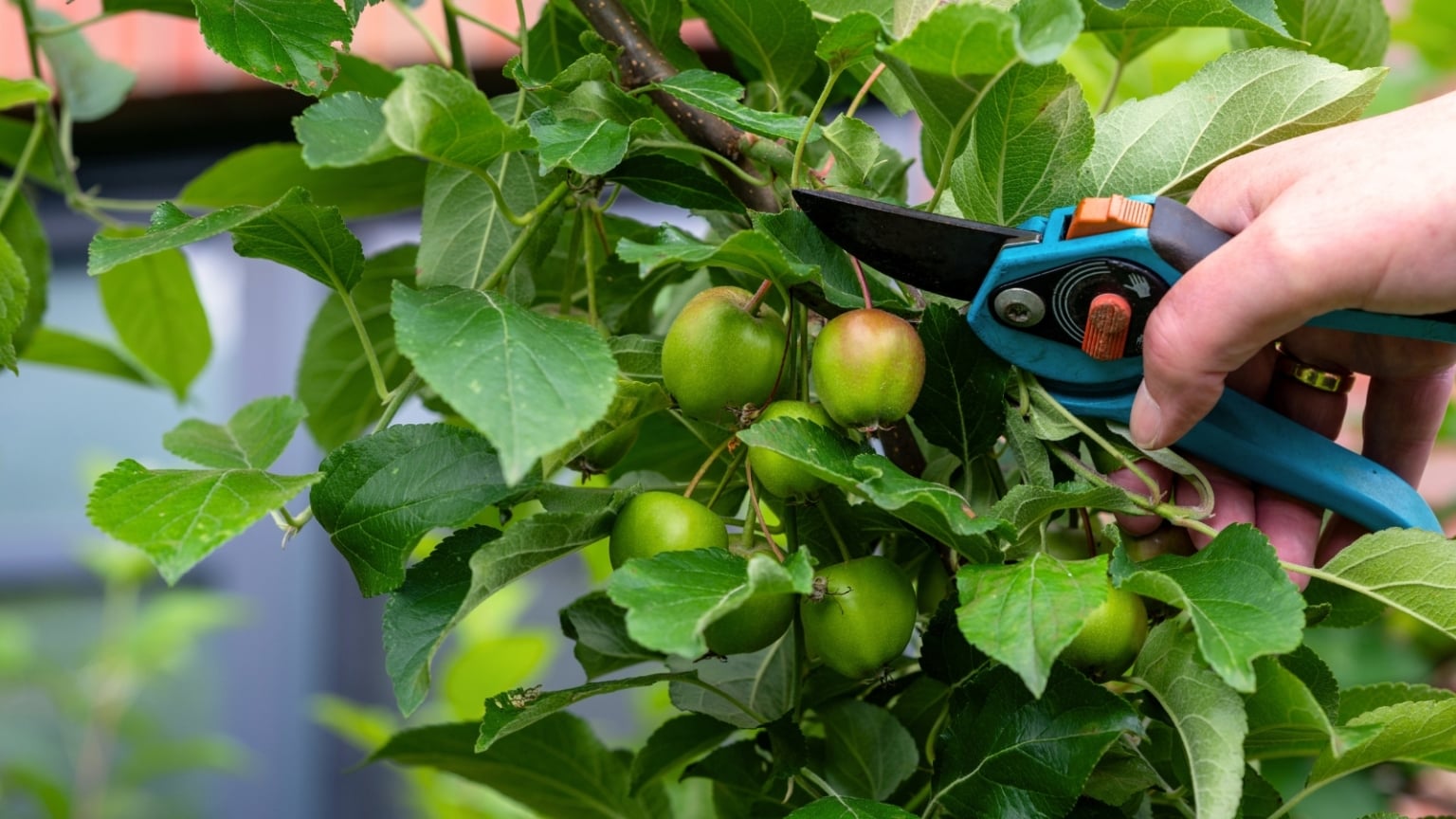 When and How to Thin Fruit Trees for Beginners