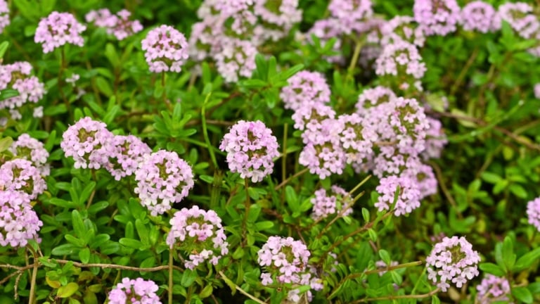 13 Traditional Irish Crops to Plant in Honor of St. Patrick's Day