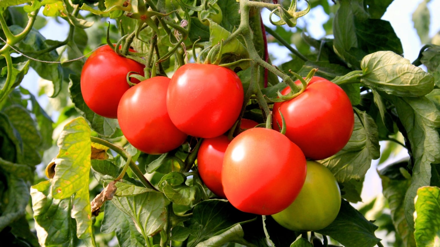 15 Essential Slicer Tomato Varieties to Grow This Season