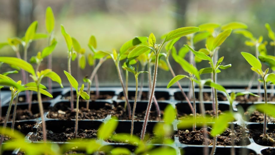 How to Fix Overcrowded Seedlings in 5 Easy Steps