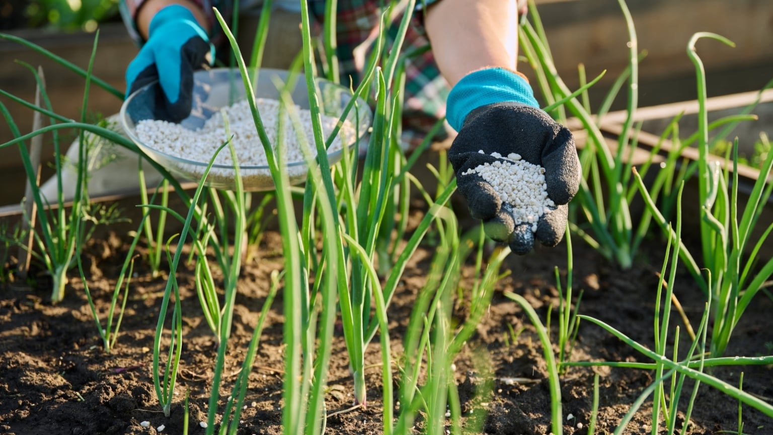 How to Plant, Grow, and Care for Red Onions