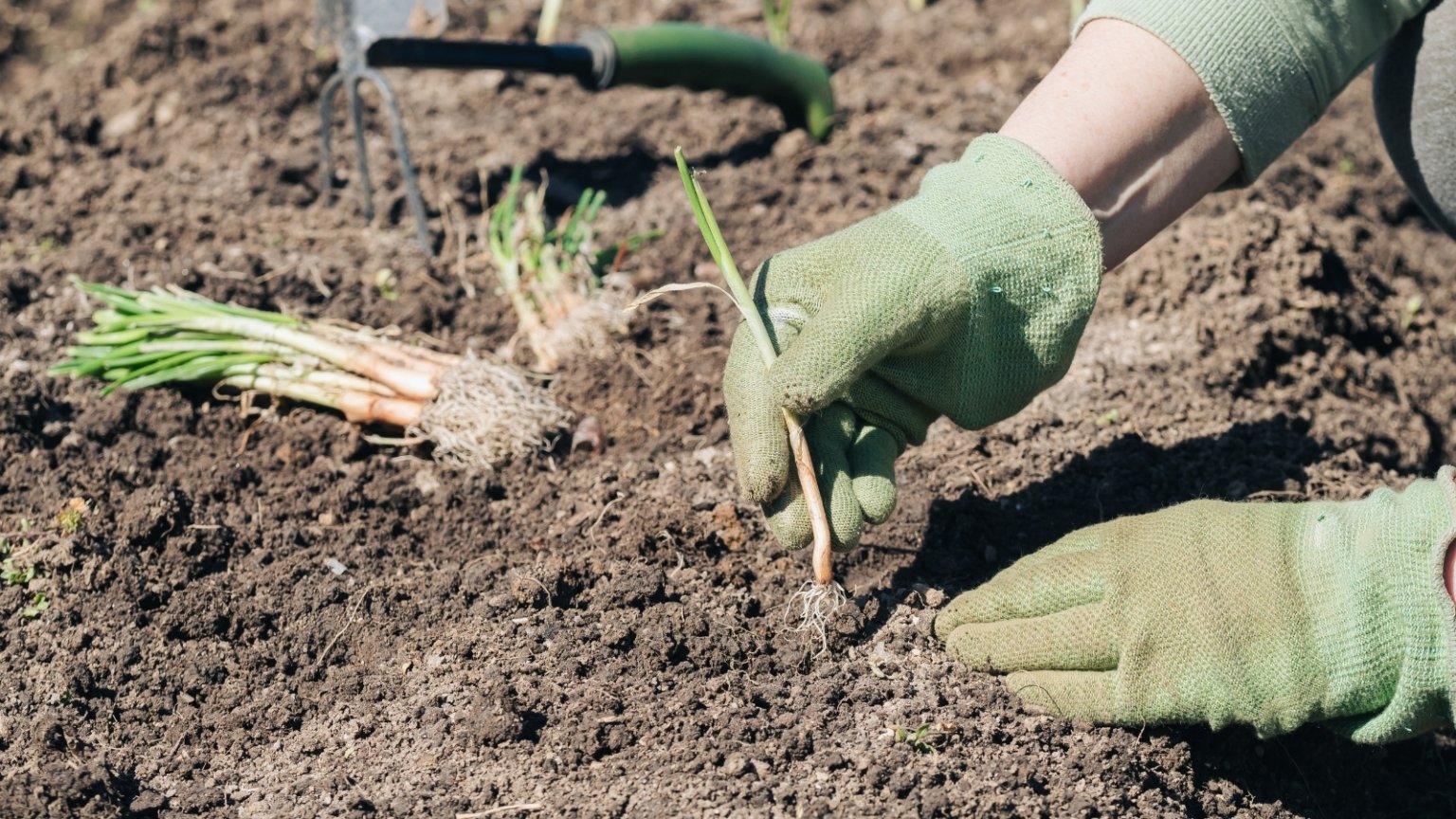 How to Plant, Grow, and Care for Walking Onions