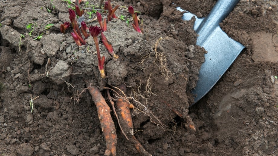 How to Plant, Grow, and Care For Itoh Peonies