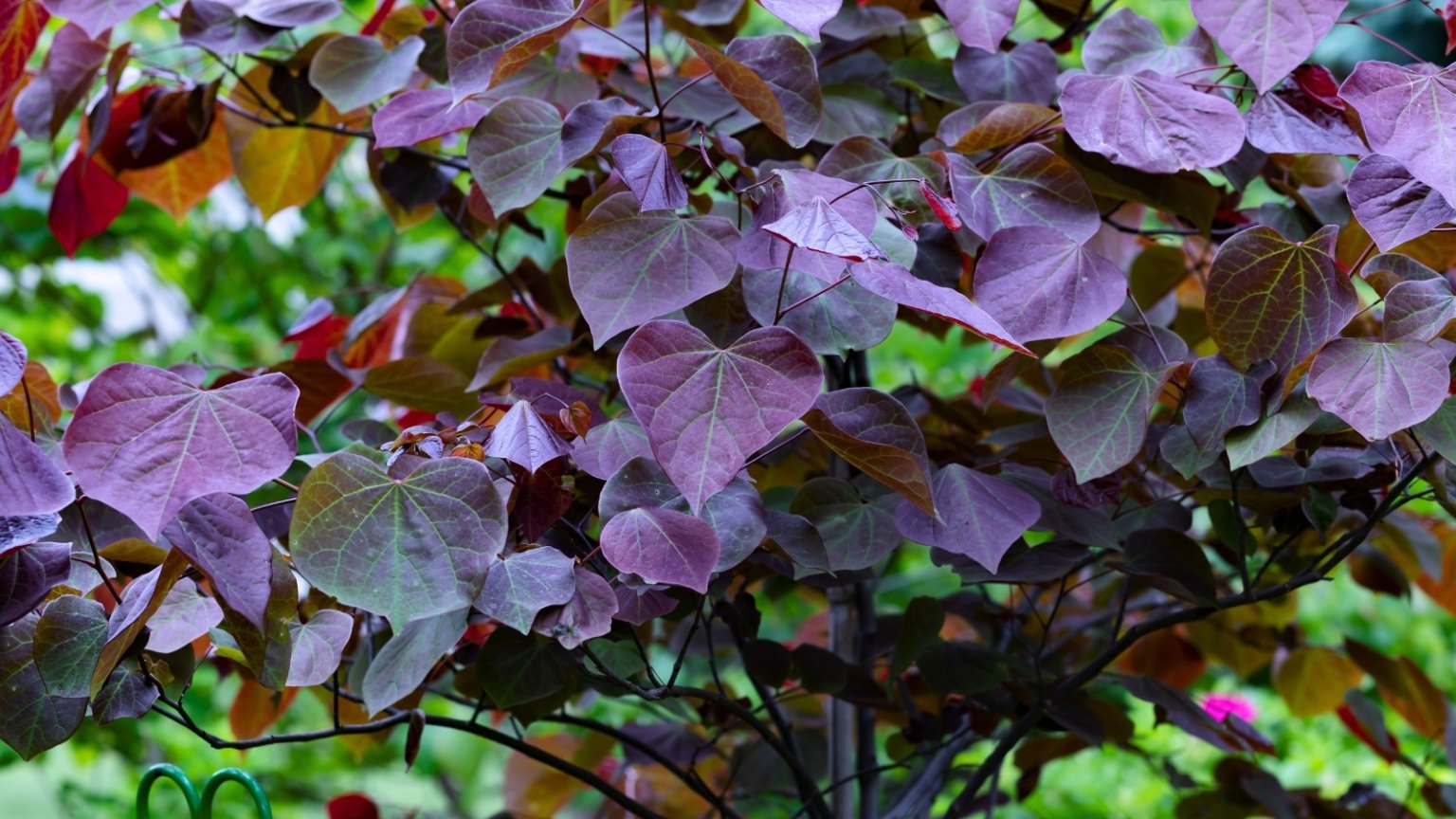 How to Plant, Grow, and Care for 'Forest Pansy' Redbud Trees