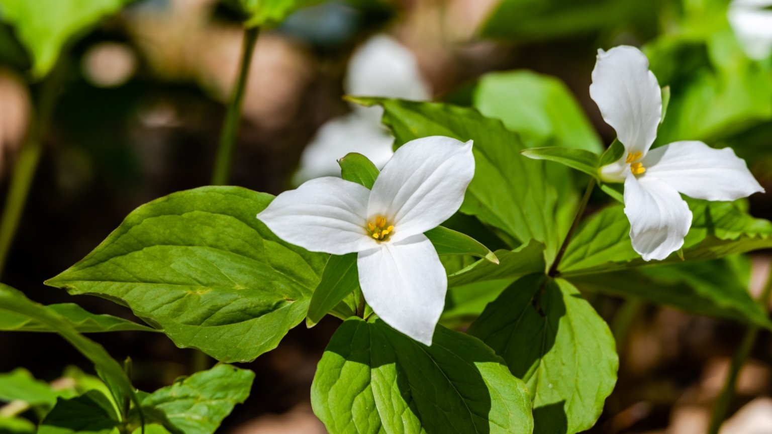 21 Native Wildflowers for Michigan Gardens