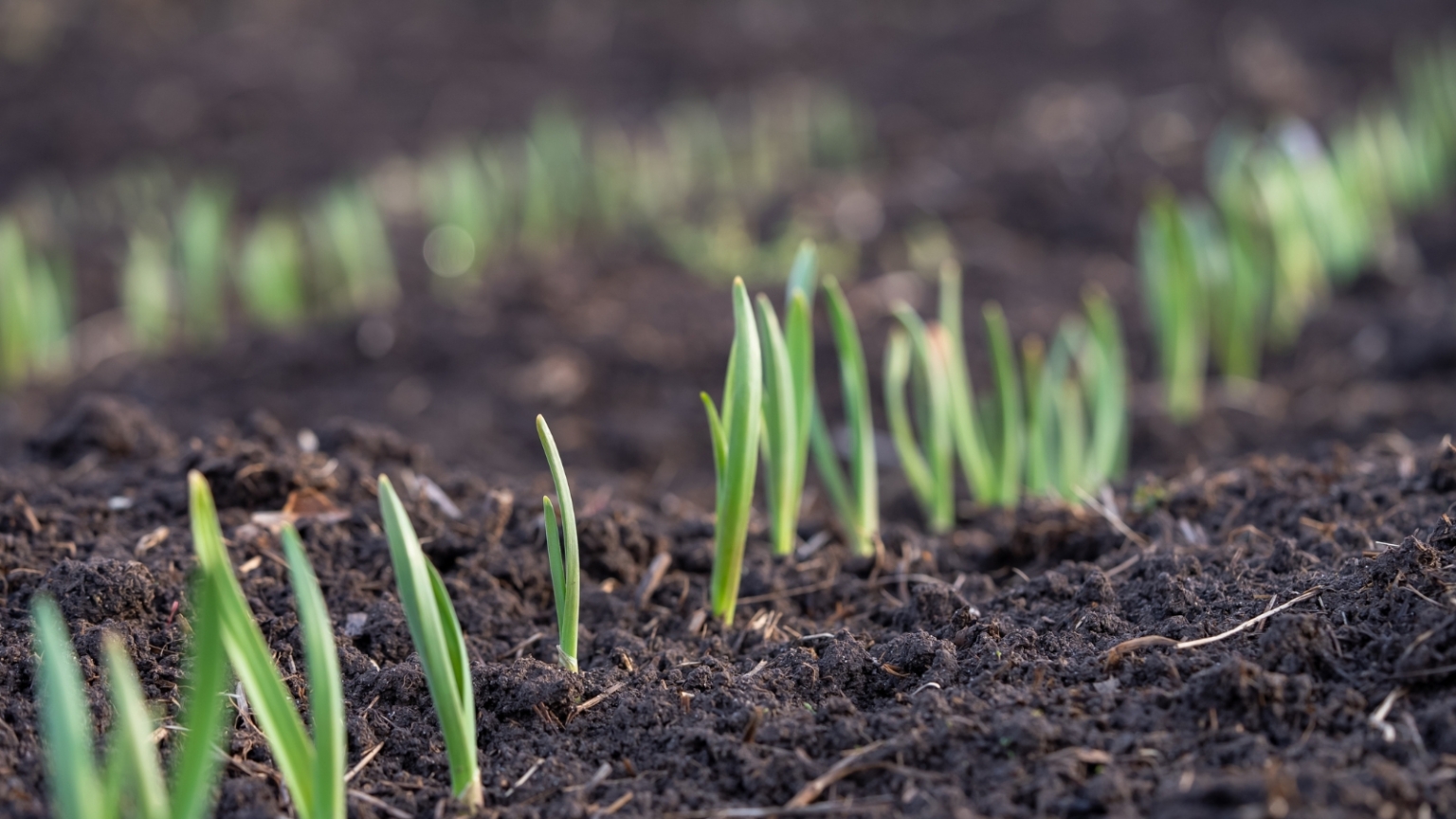 When to Start Fertilizing Plants for Spring Growth