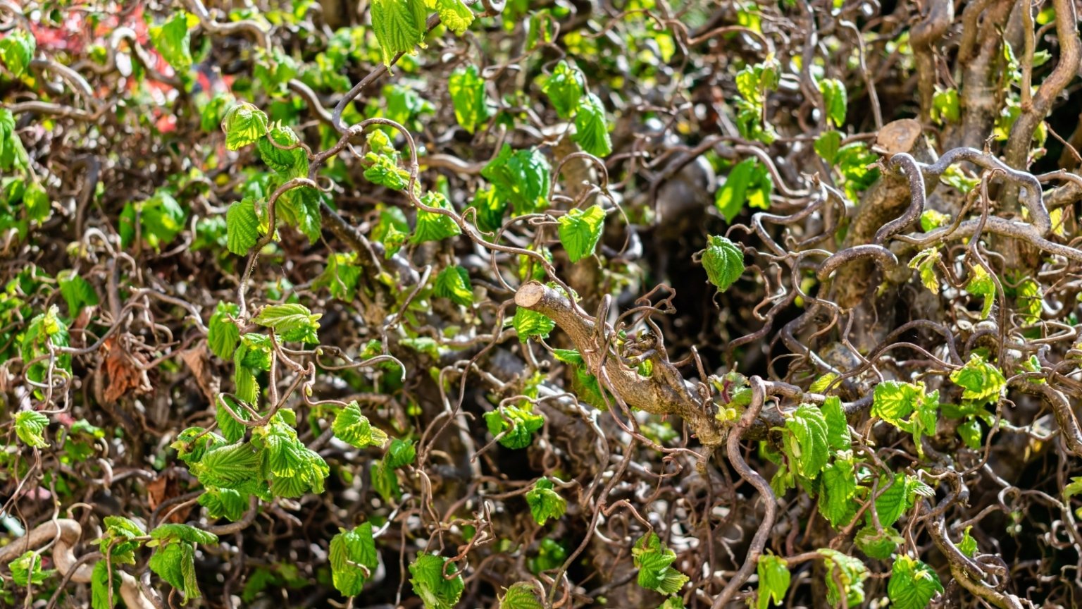 How to Plant, Grow, and Care for Contorted Hazelnut Trees