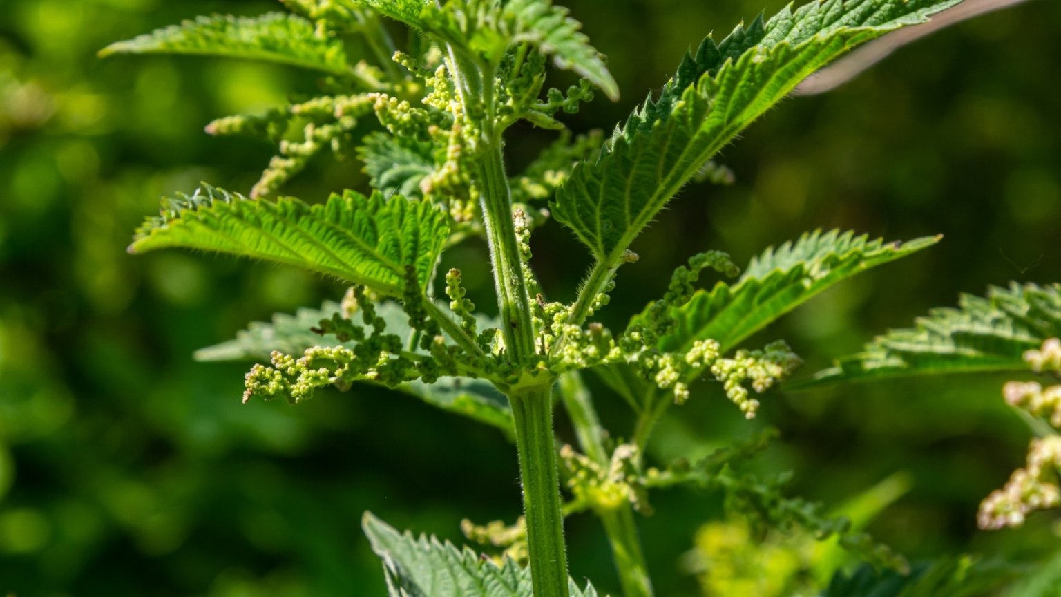 13 Traditional Irish Crops to Plant in Honor of St. Patrick's Day