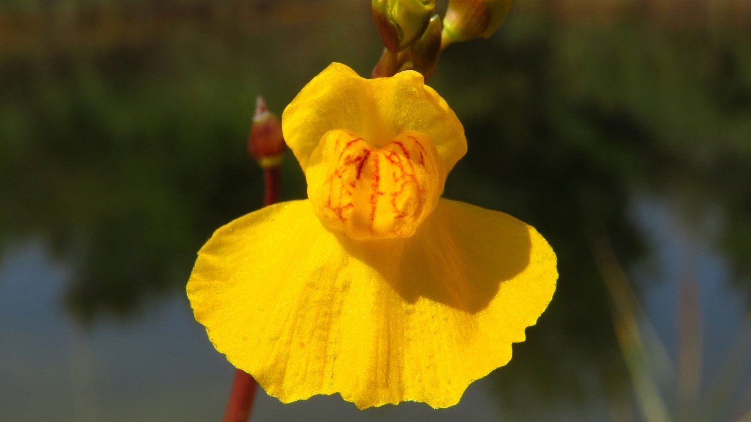 21 Native Wildflowers for Michigan Gardens