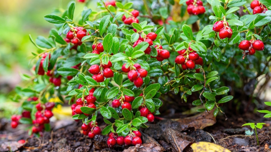 11 Berry Bushes You Can Plant in Early Spring